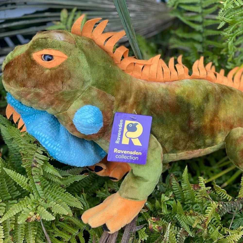 FR081 - IGUANA 70cm RAVENSDEN | Wild Zoological Park