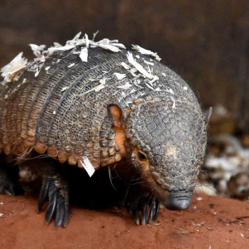 Armadillo | Wild Zoological Park